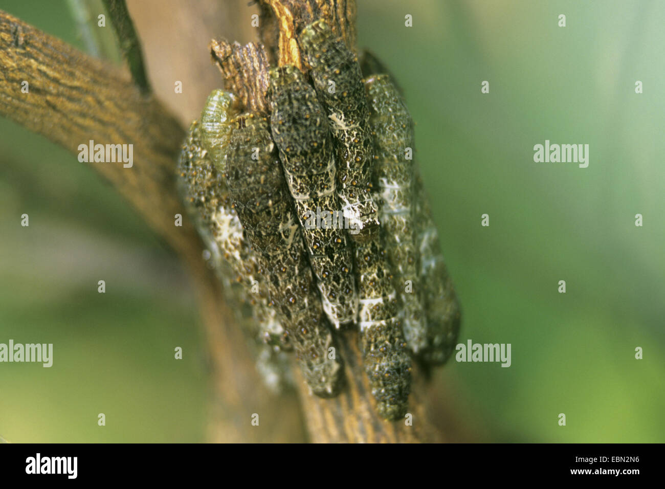 Red-spotted Swallowtail, Ruby-spotted Swallowtail (Papilio anchisiades ...