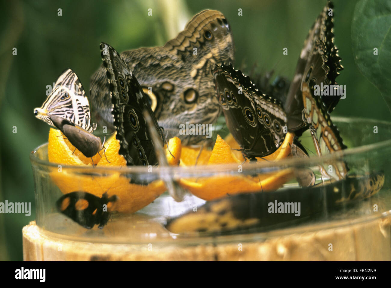 blue morpho (Morpho peleides), together with Malachites at the feeding ...