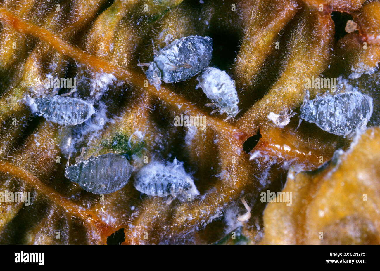 Woolly aphids hi-res stock photography and images - Alamy