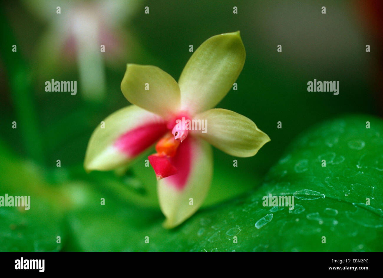 Moth orchid (Phalaenopsis bellina), flower Stock Photo - Alamy