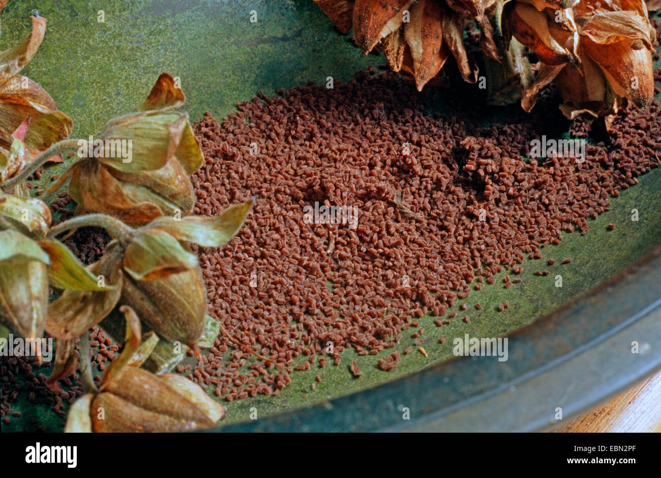 Foxglove seeds hi-res stock photography and images - Alamy