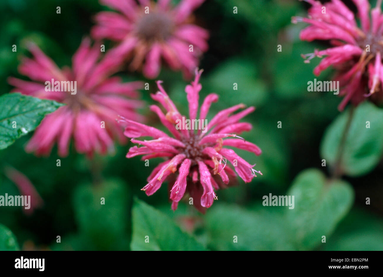Bee Balm, Oswego Tea, Bergamot, Scarlet Beebalm, Scarlet Monarda ...