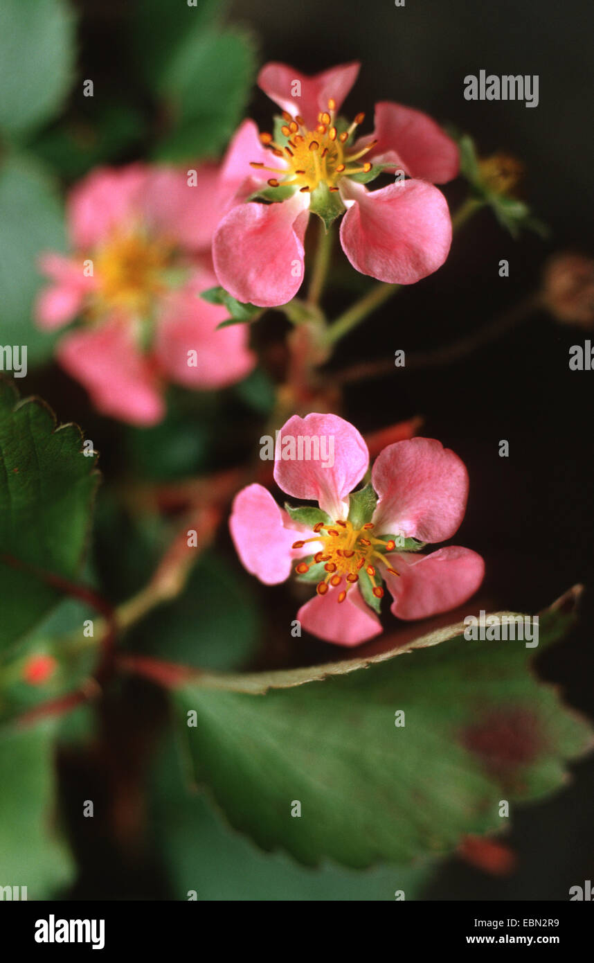 hybrid strawberry, garden strawberry (Fragaria x ananassa 'Pink Panda ...