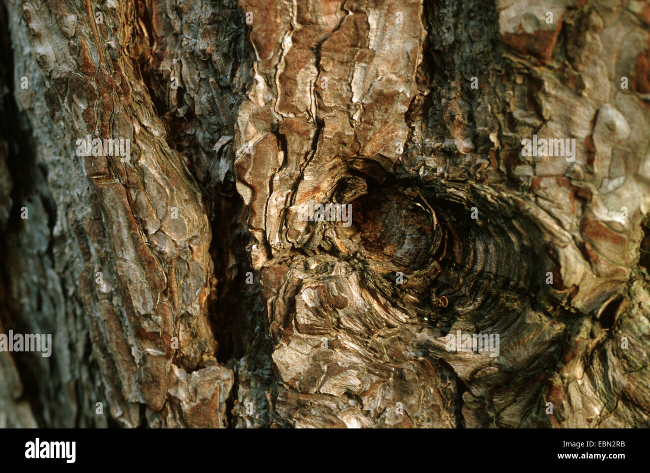 European black pine, Austrian pine, Black Pine, Corsican Pine (Pinus ...