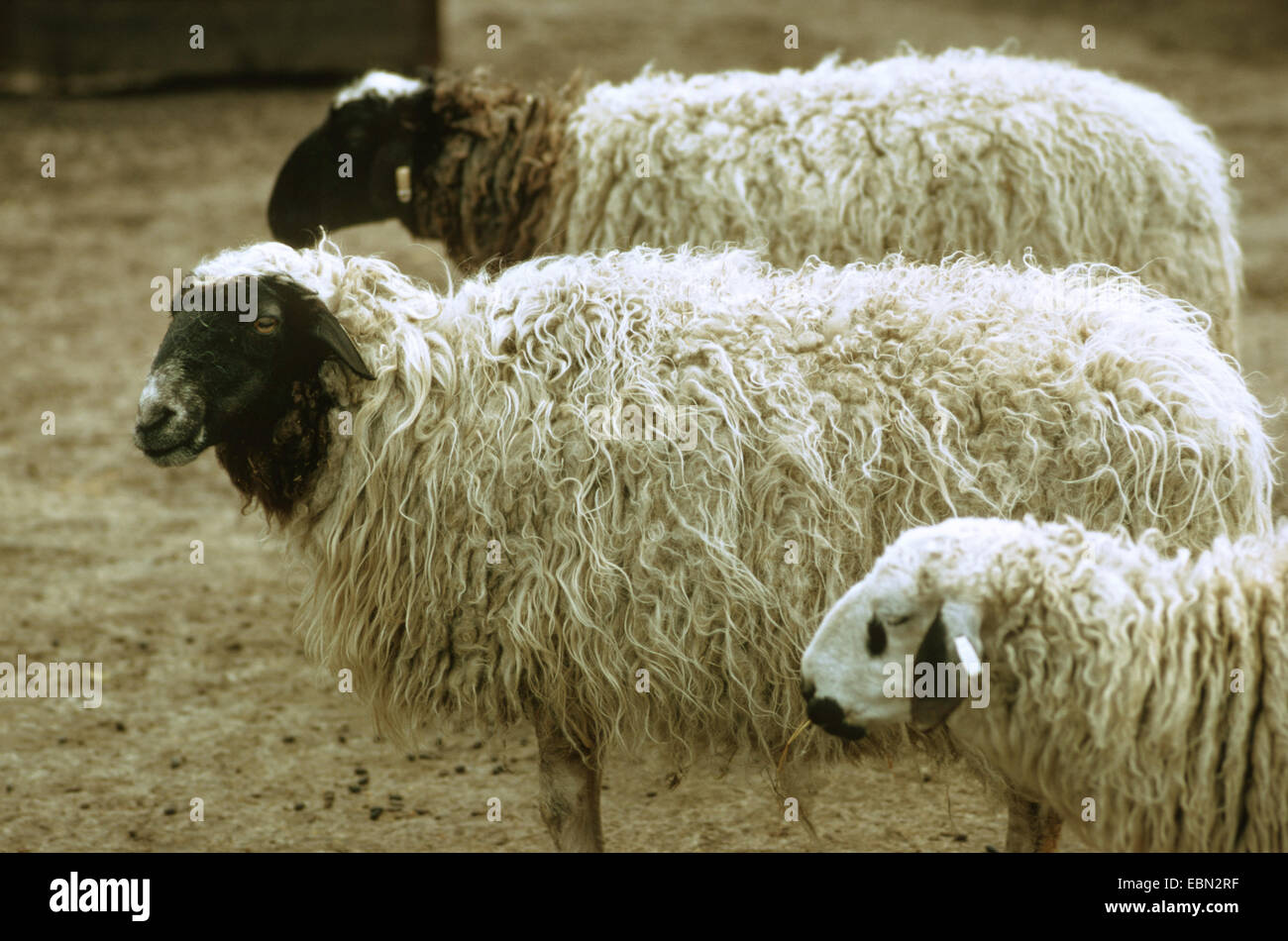 Mongolian Sheep (Ovis ammon f. aries), three individuals in outdoor ...