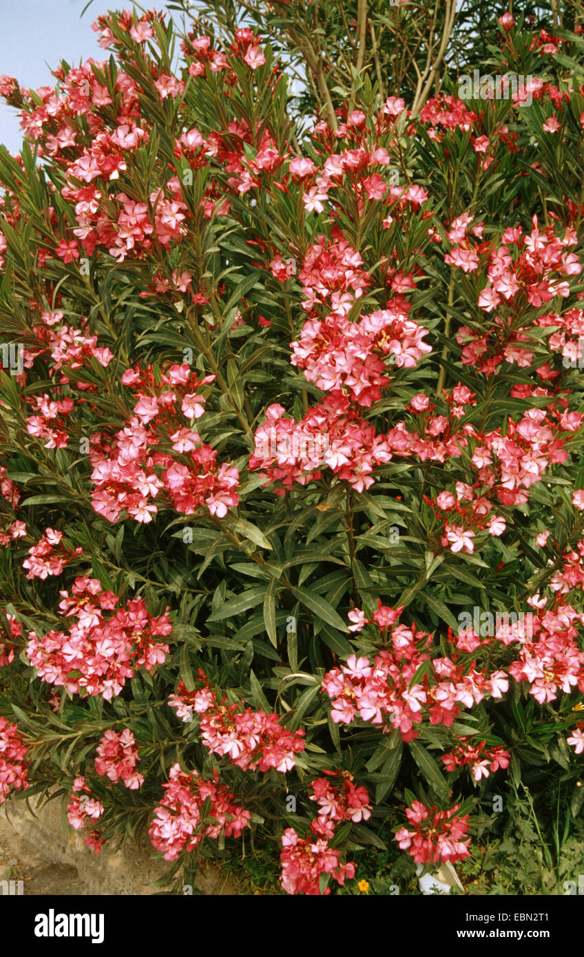oleander (Nerium oleander), blooming Stock Photo - Alamy