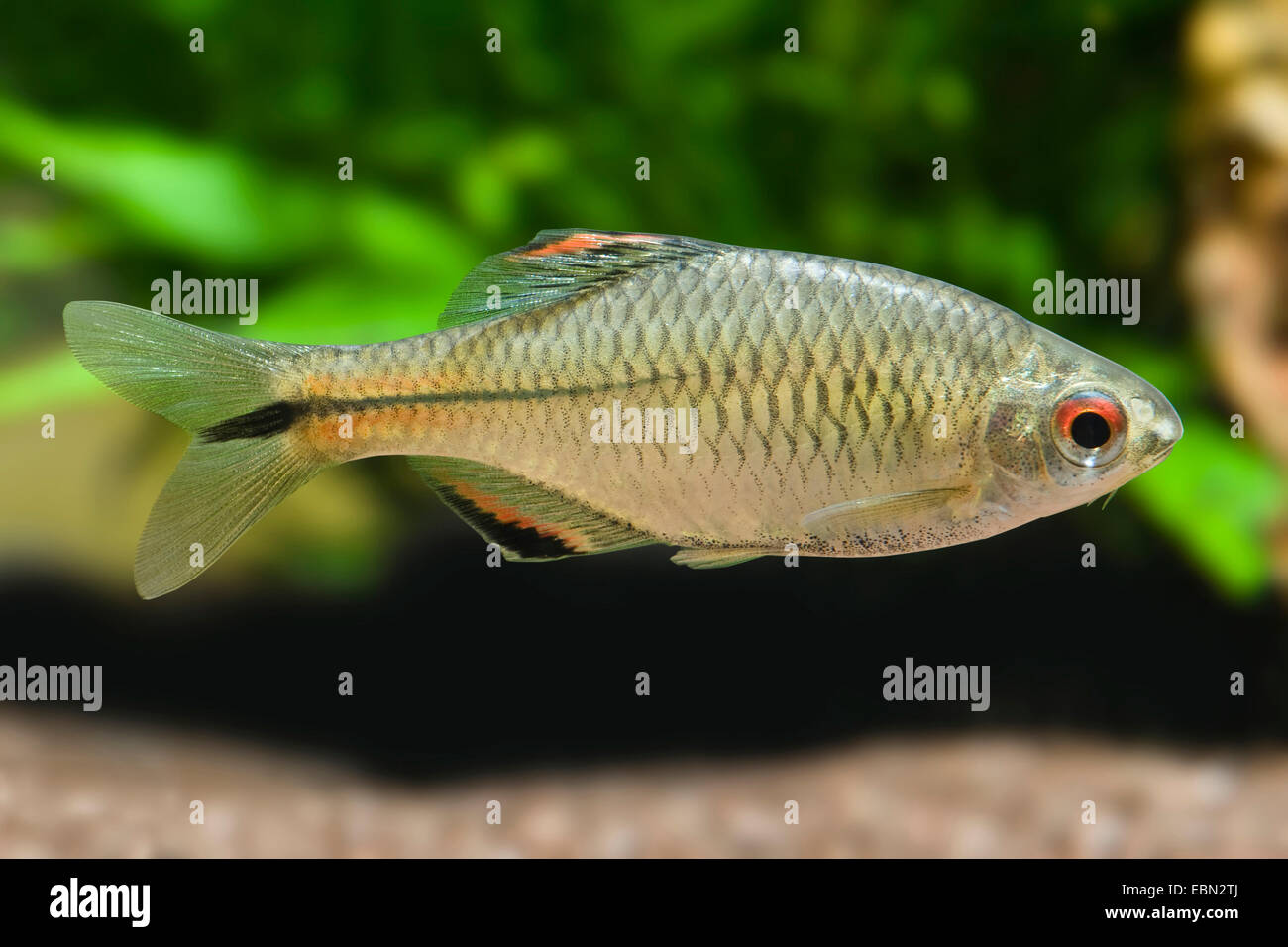 Bitterling hi-res stock photography and images - Alamy