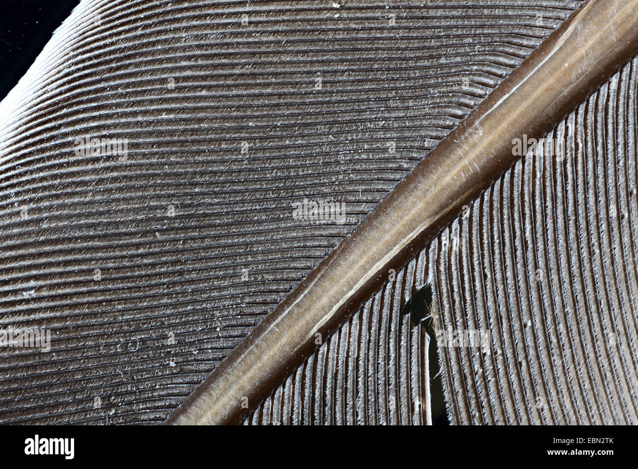 Fether High Resolution Stock Photography and Images - Alamy