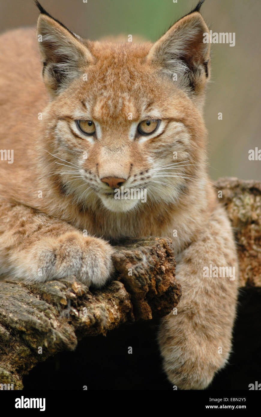 Eurasian lynx (Lynx lynx), pup lying on tree Stock Photo - Alamy
