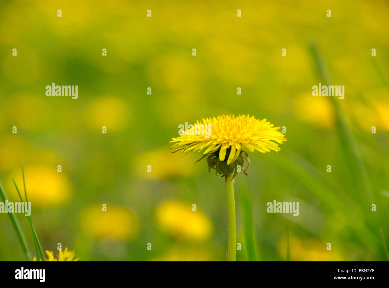 common dandelion (Taraxacum officinale), inflorescence, Germany Stock ...