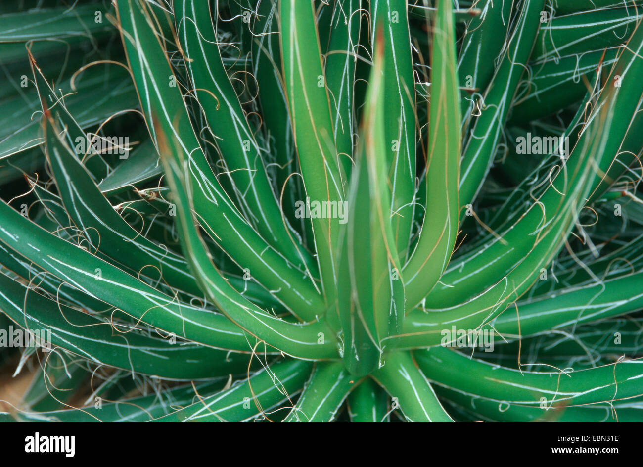 Agave filifera hi-res stock photography and images - Alamy