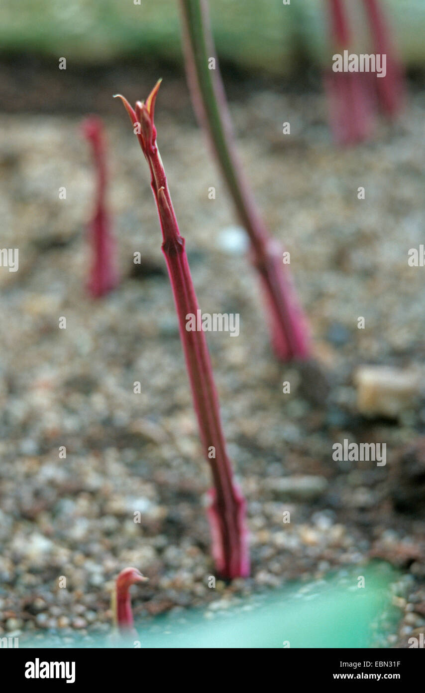 air potato (Dioscorea bulbifera), seedlings Stock Photo - Alamy