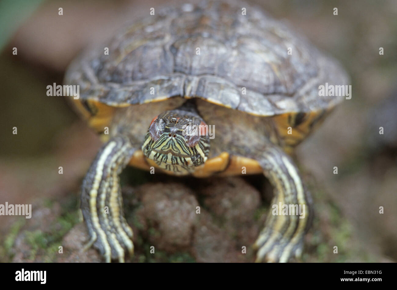 red-eared turtle, red-eared slider (Pseudemys scripta elegans ...