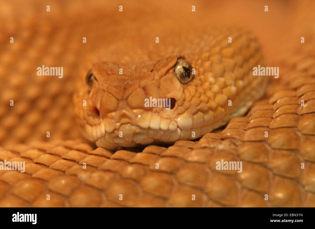 Mexican West Coast Rattlesnake Stock Photos & Mexican West Coast ...