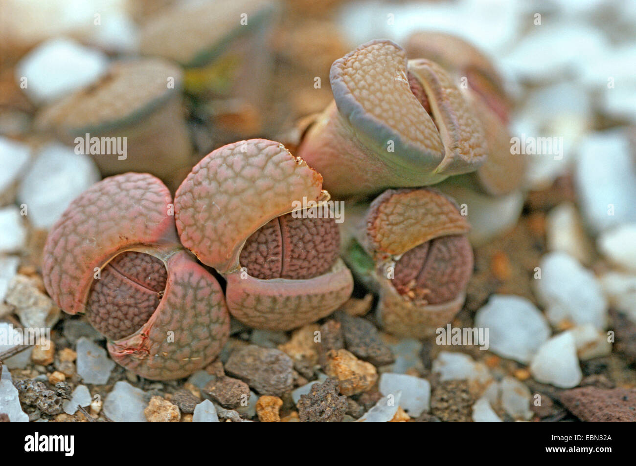 Lithops living hi-res stock photography and images - Alamy