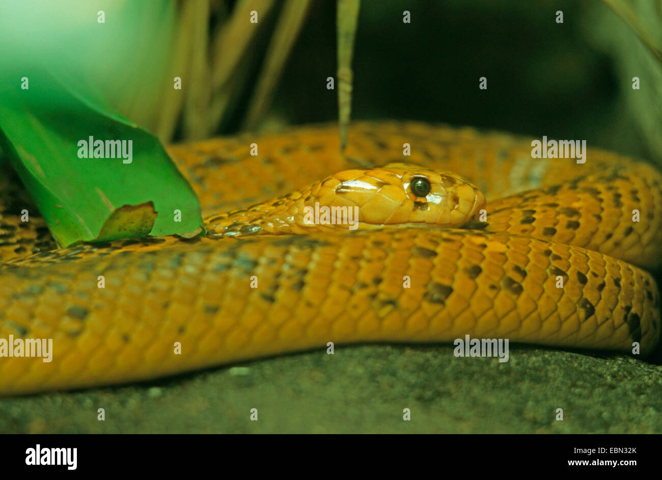 Cape cobra, yellow cobra (Naja nivea), resting Stock Photo - Alamy