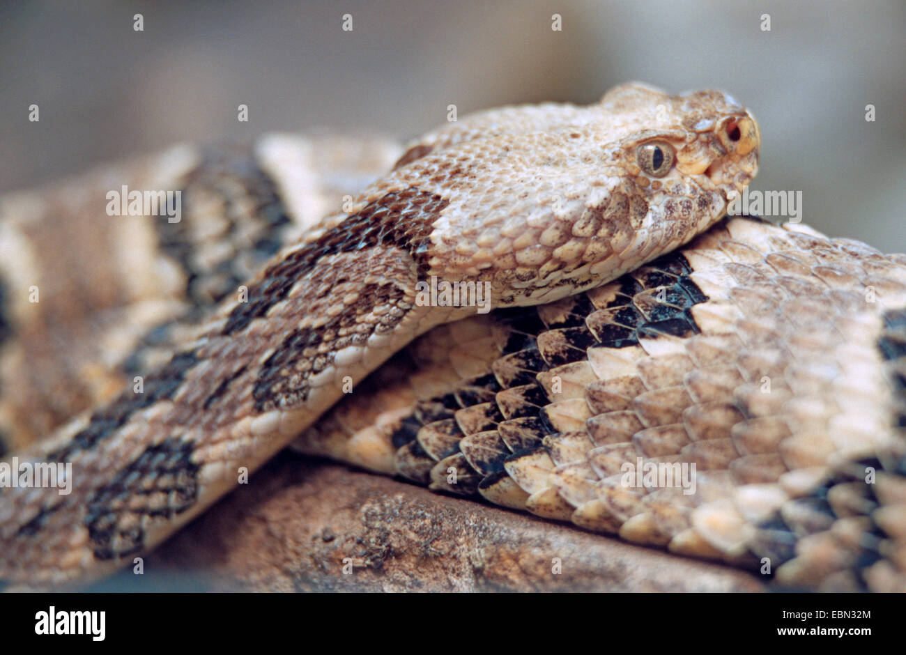 Timber rattlesnake hi-res stock photography and images - Alamy