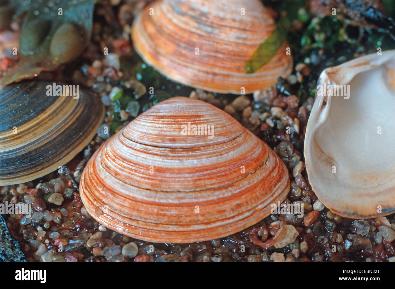 thick surfclam, thick trough shell (Spisula solida Stock Photo - Alamy