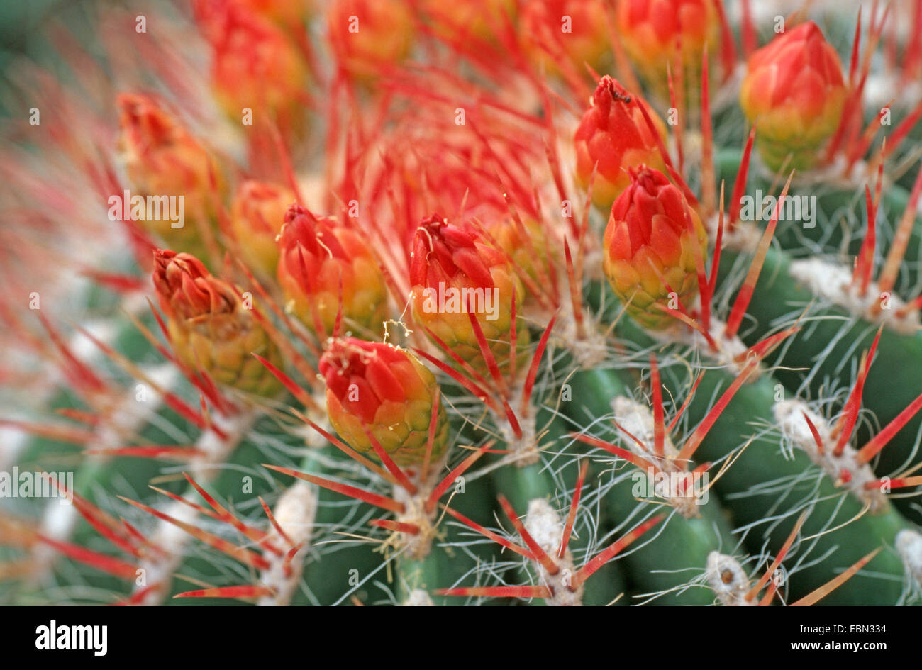 barrel cactus (Ferocactus pilifera), with flower buds Stock Photo - Alamy