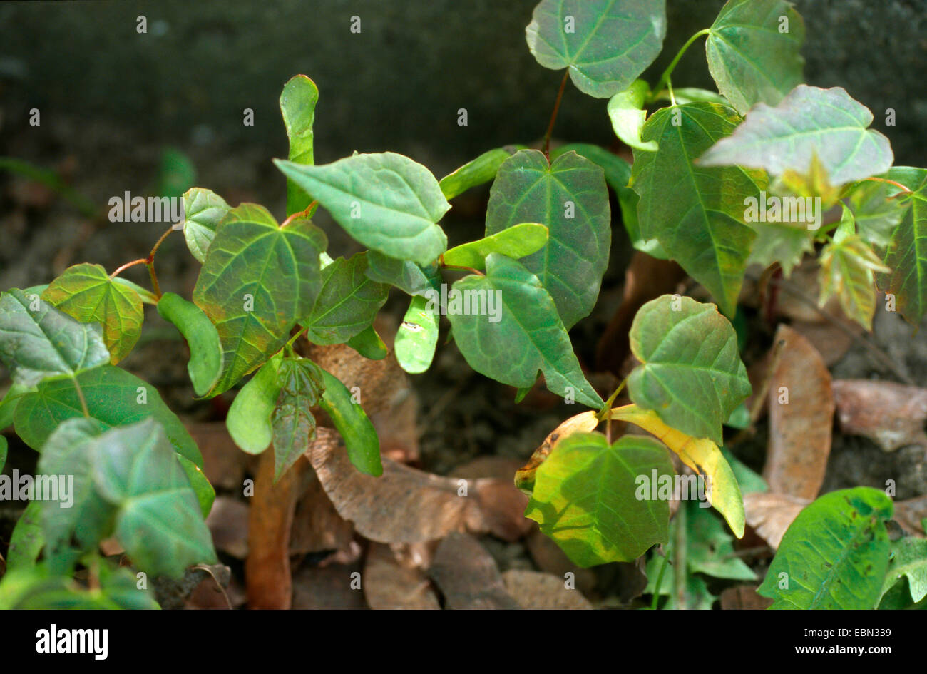 Norway maple (Acer platanoides), seedlings, Germany Stock Photo - Alamy