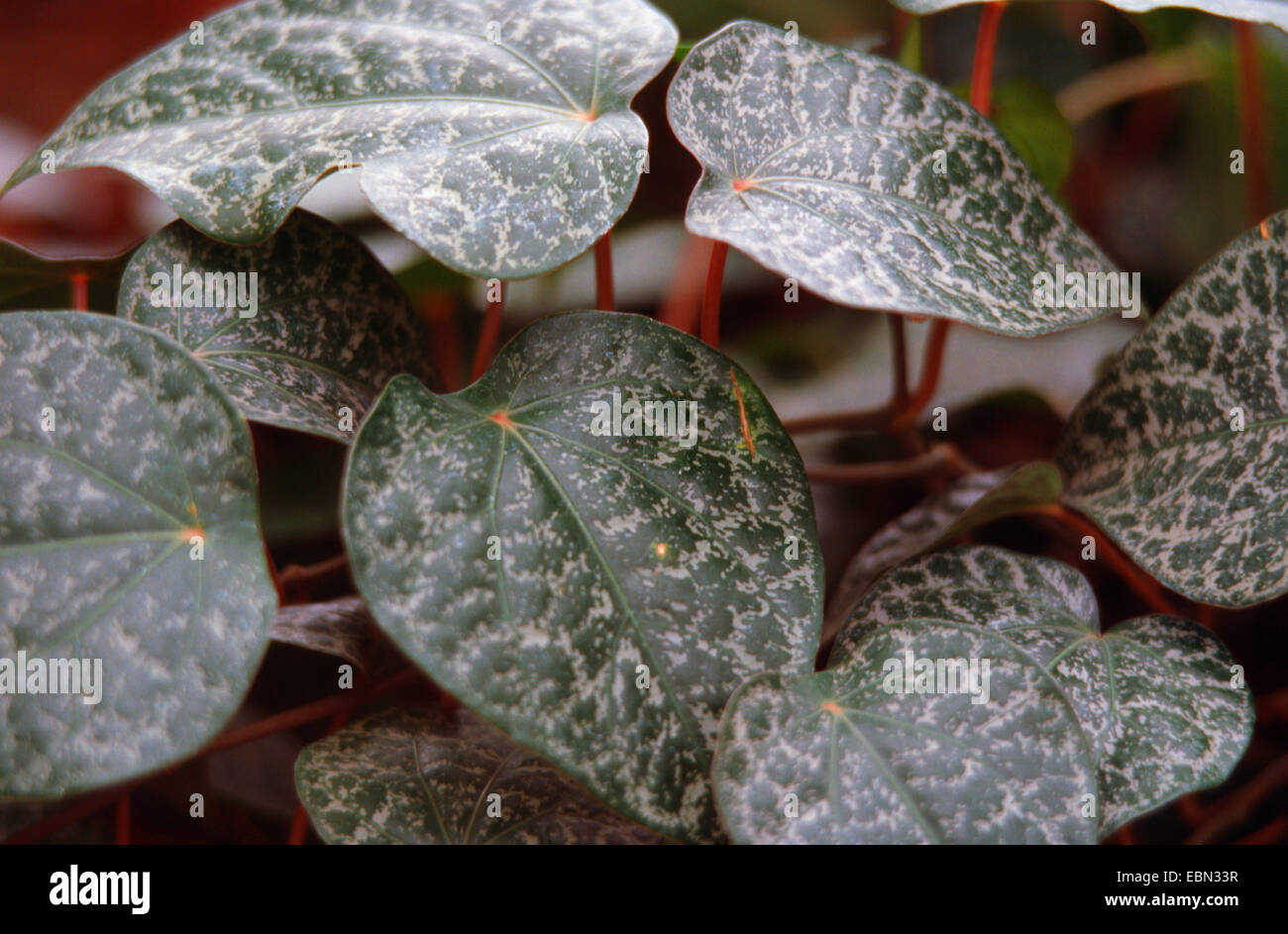 Celebes Pepper, Ornate Pepper Vine (Piper ornatum), leaves Stock Photo ...