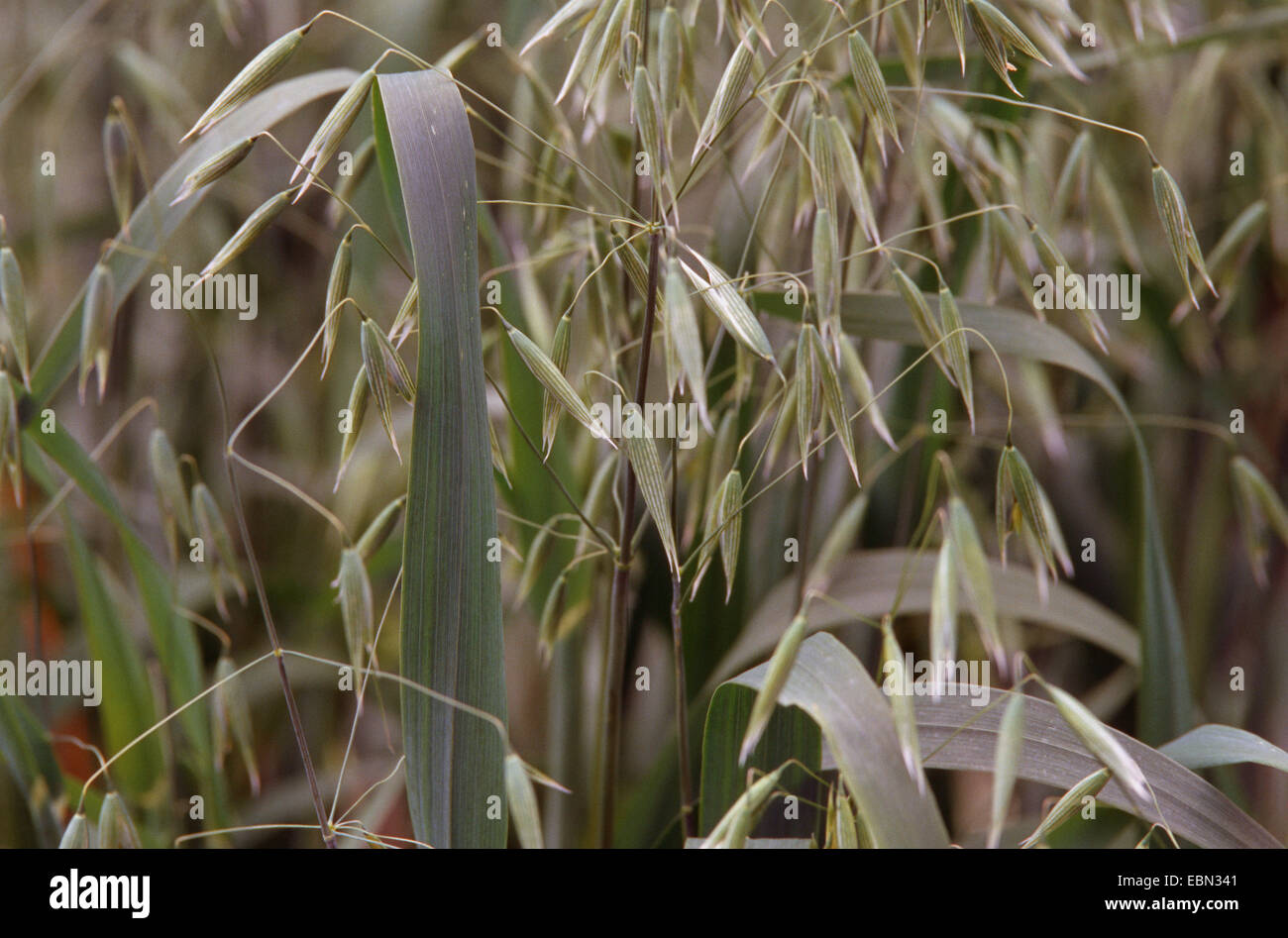 cultivated oat, common oat (Avena sativa), spikes Stock Photo - Alamy