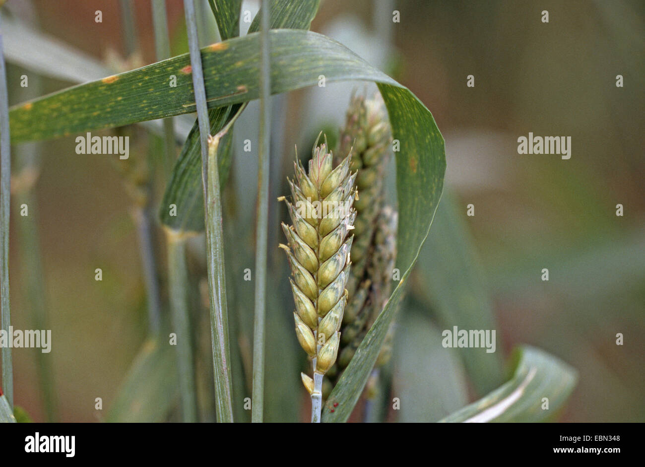 club wheat, wheat (Triticum aestivum ssp. compactum, Triticum compactum ...