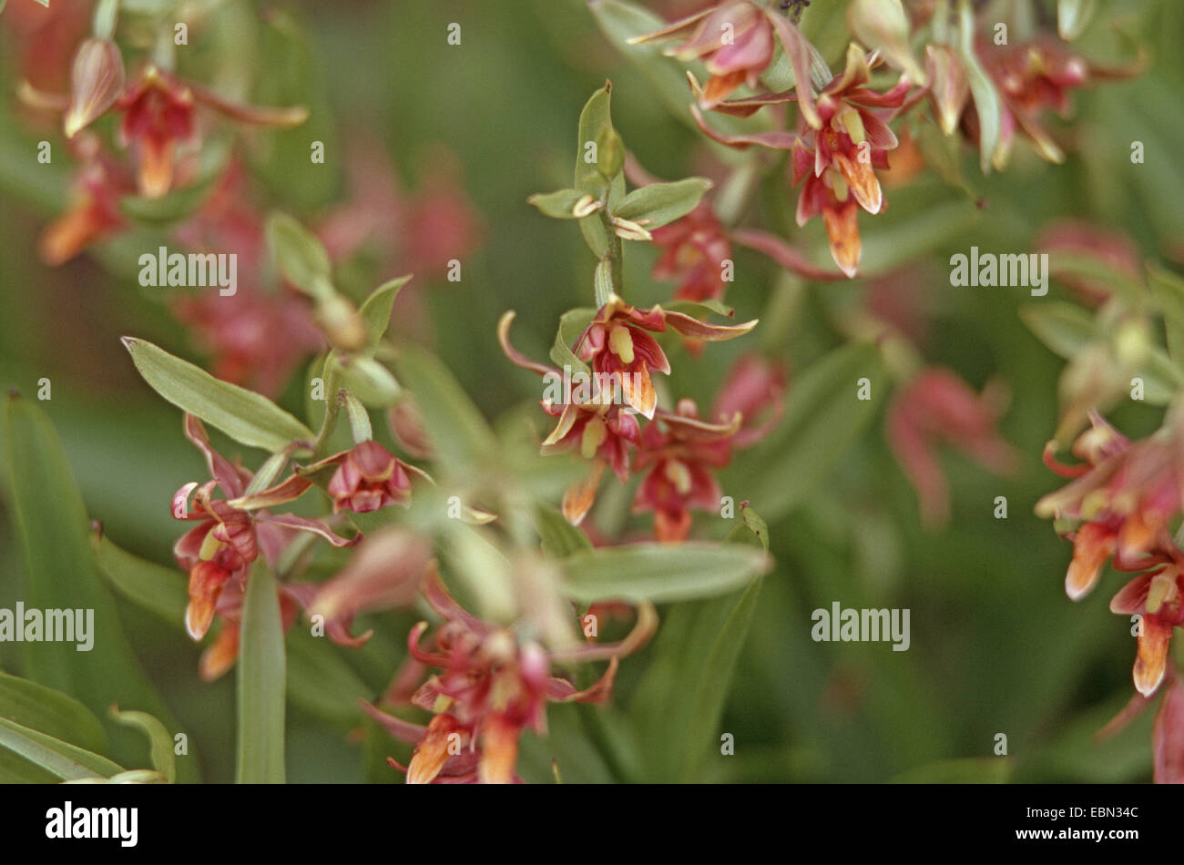 Giant helleborine hi-res stock photography and images - Alamy