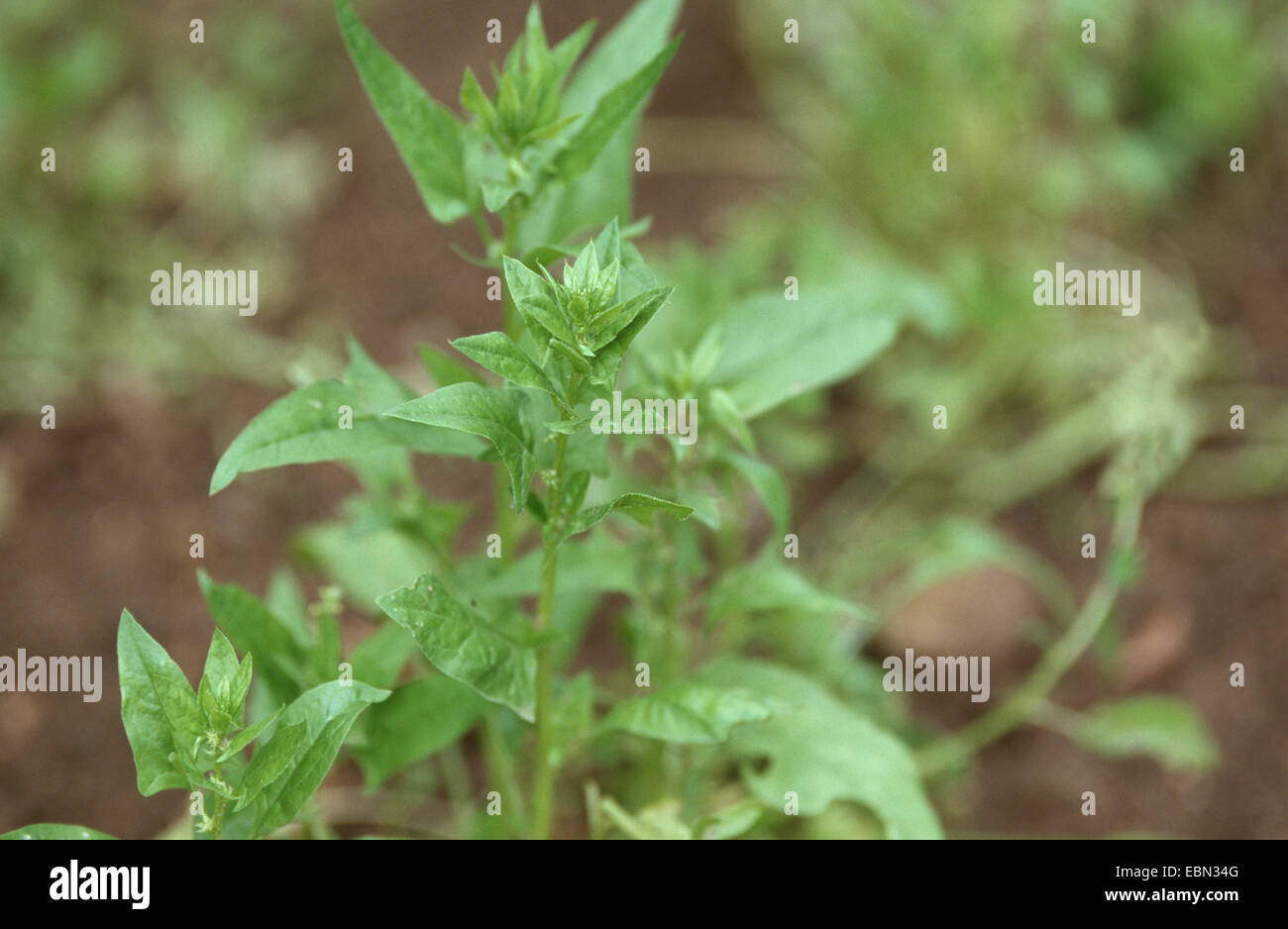 spinach (Spinacia oleracea), spinach plant Stock Photo - Alamy