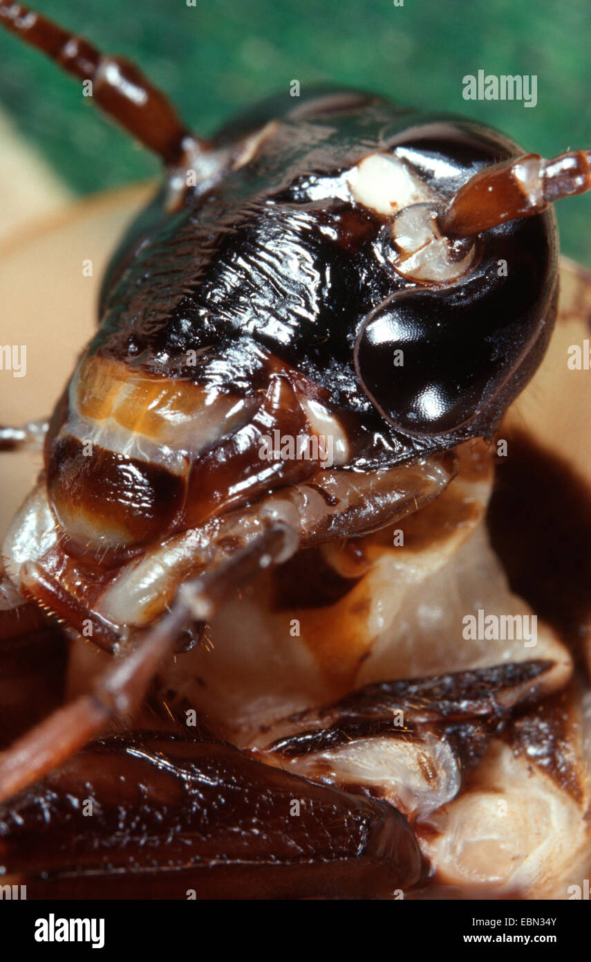 death's head cockroach (Blaberus craniifer), portrait Stock Photo - Alamy