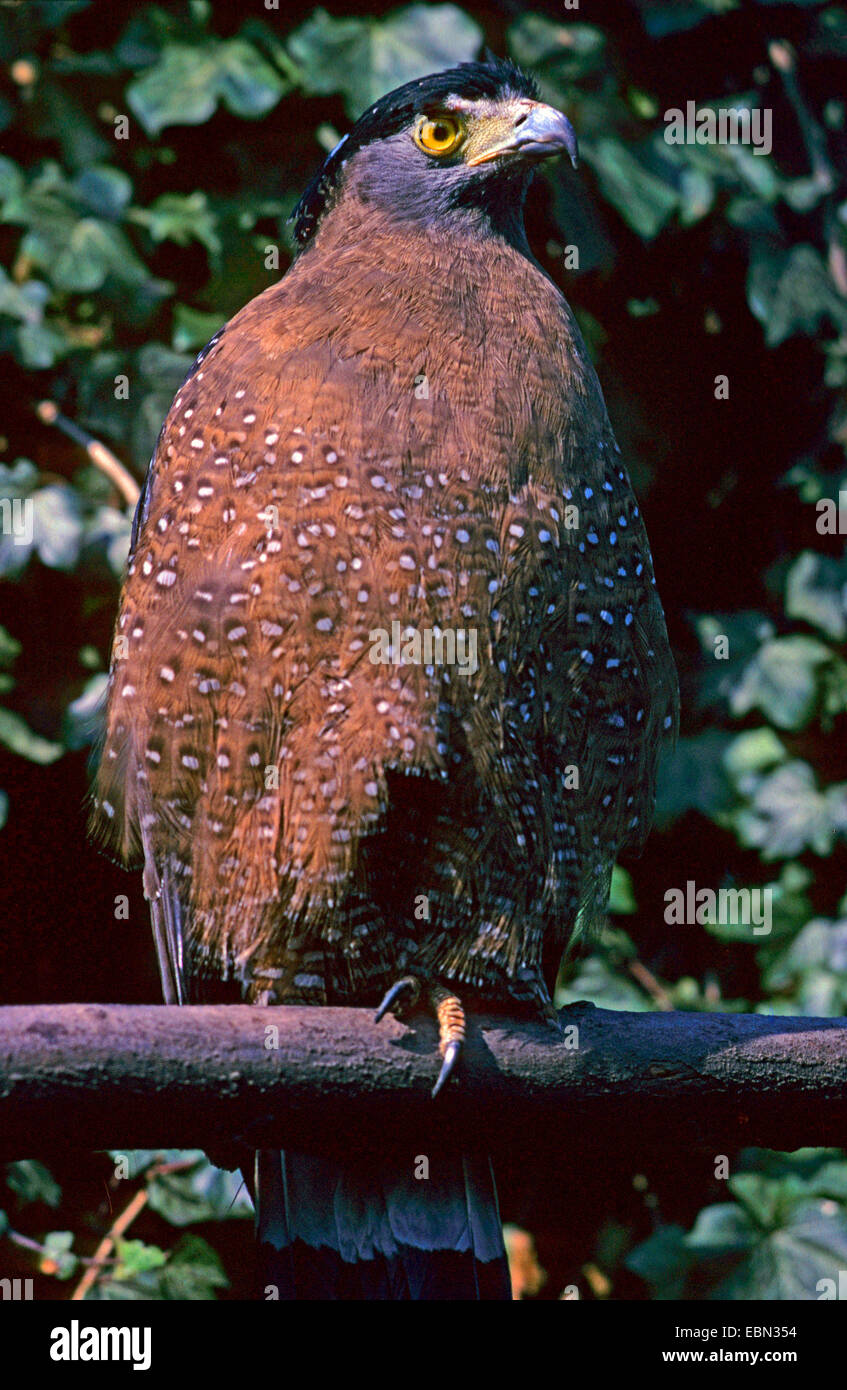 Serpent eagles hi-res stock photography and images - Alamy