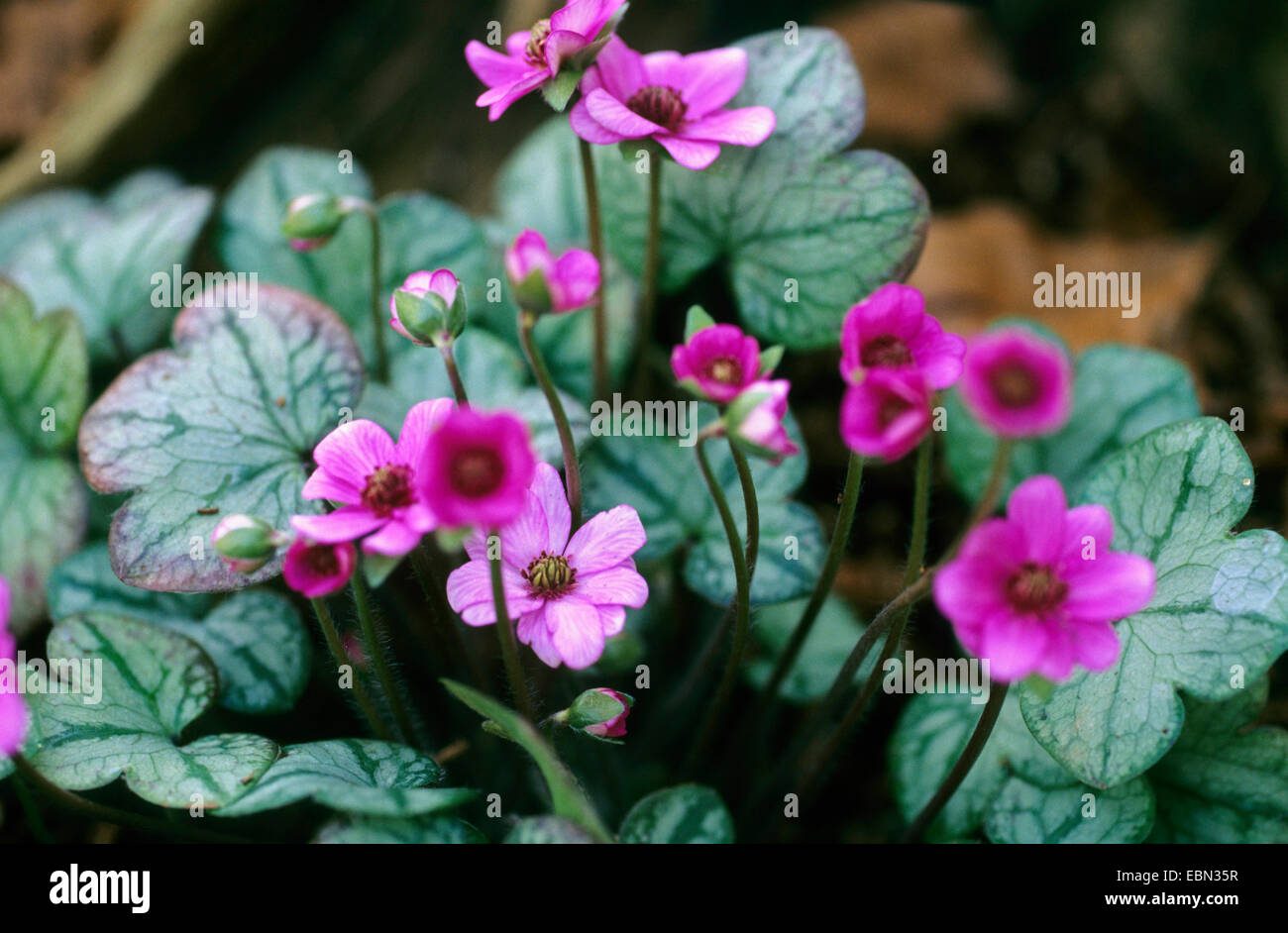 Hepatica liverleaf, American liverwort (Hepatica 'Silver Leaf Extra J.P ...