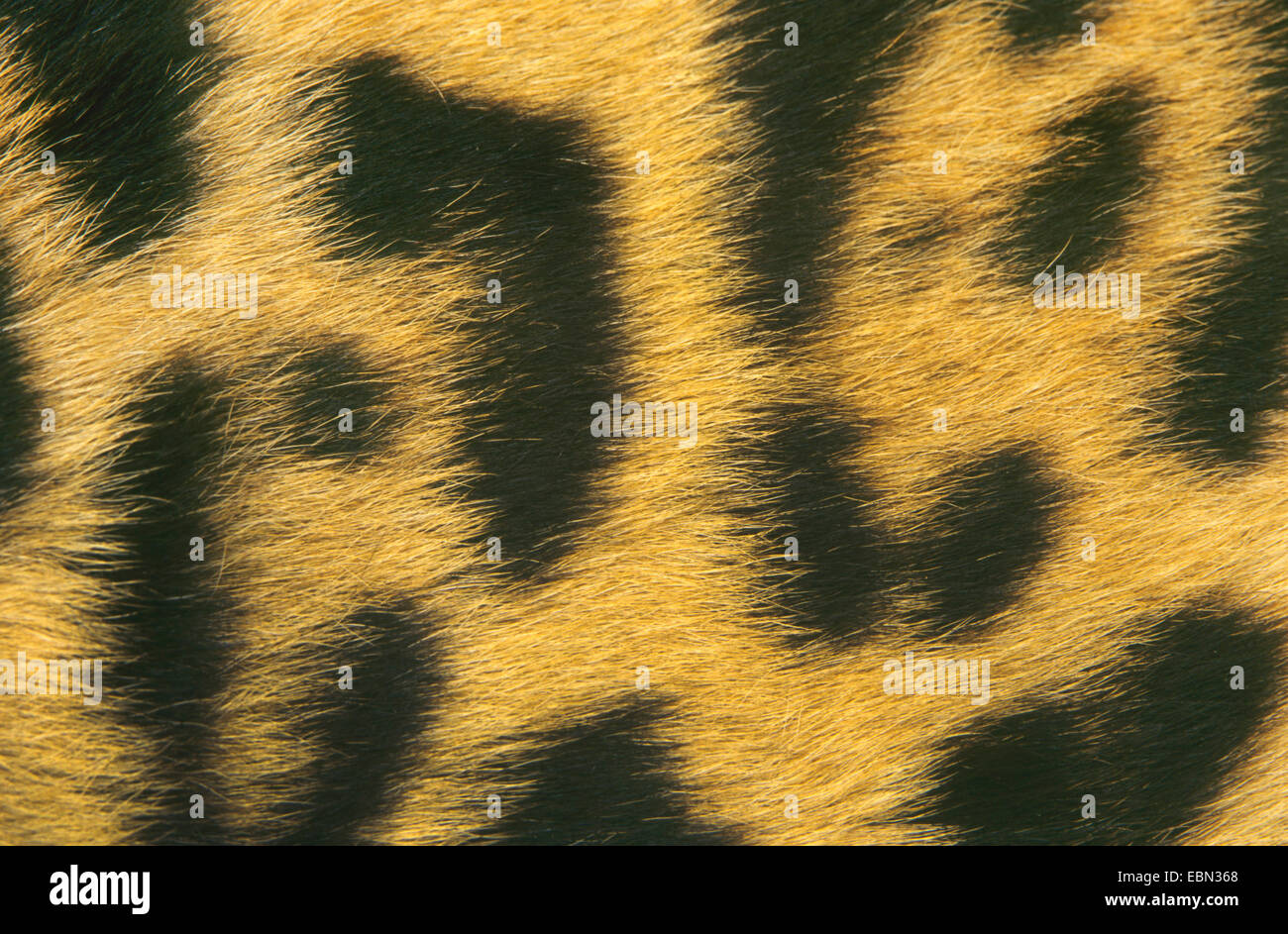 Fur hi-res stock photography and images - Alamy