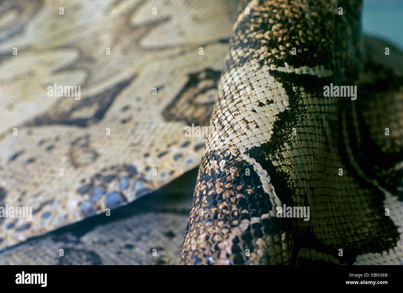 Red-tailed Boa (Boa constrictor), skin Stock Photo - Alamy