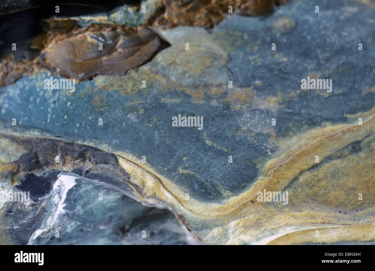 flint with glauconite crest, Germany, Schleswig-Holstein Stock Photo ...