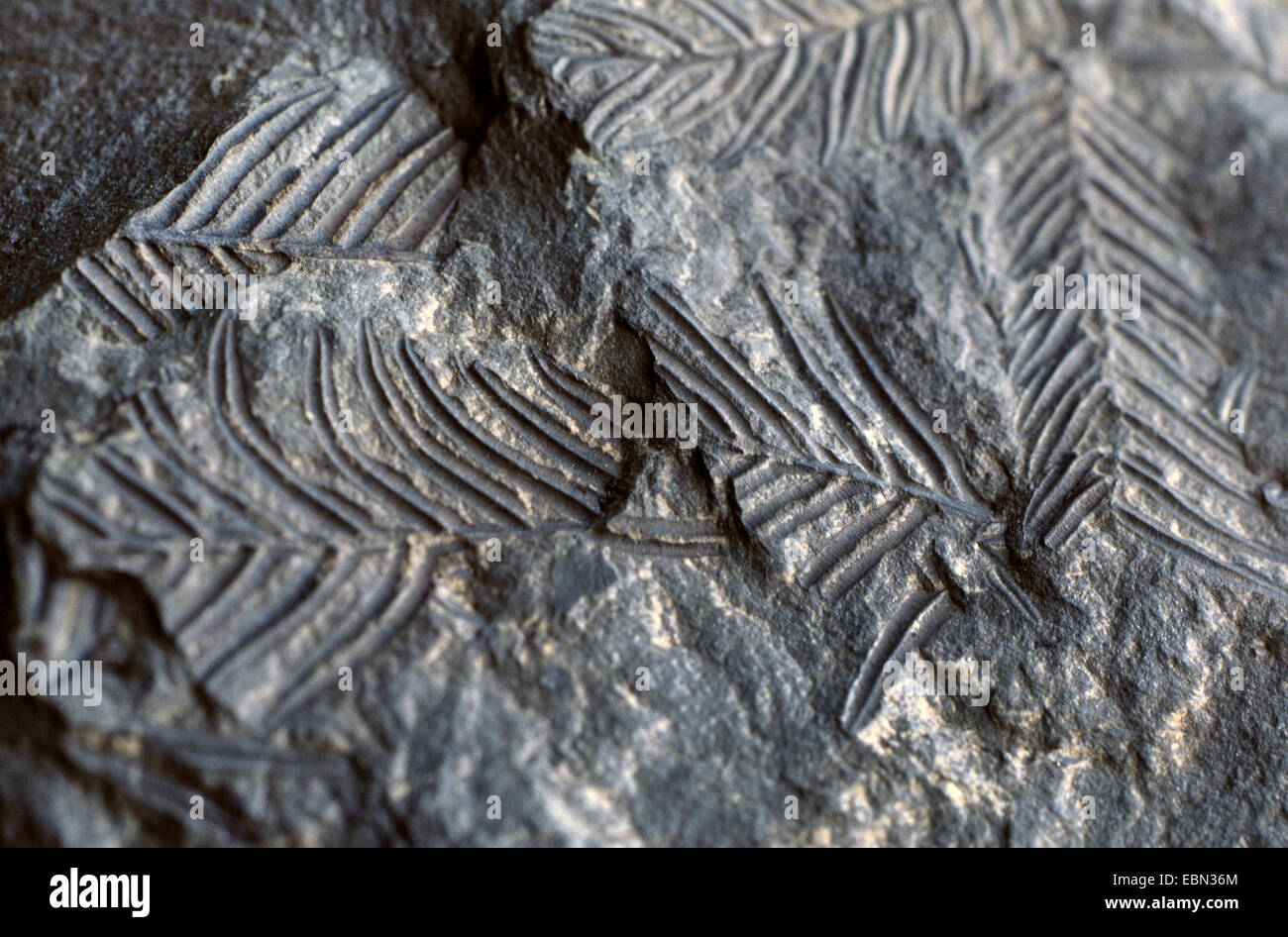Alethopteris, fossile seed fern in shale from Carboniferous Stock Photo ...