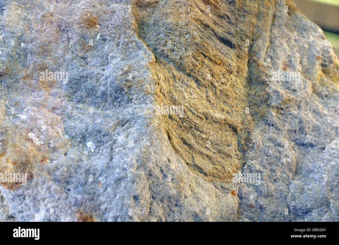 Diplocraterion hi-res stock photography and images - Alamy