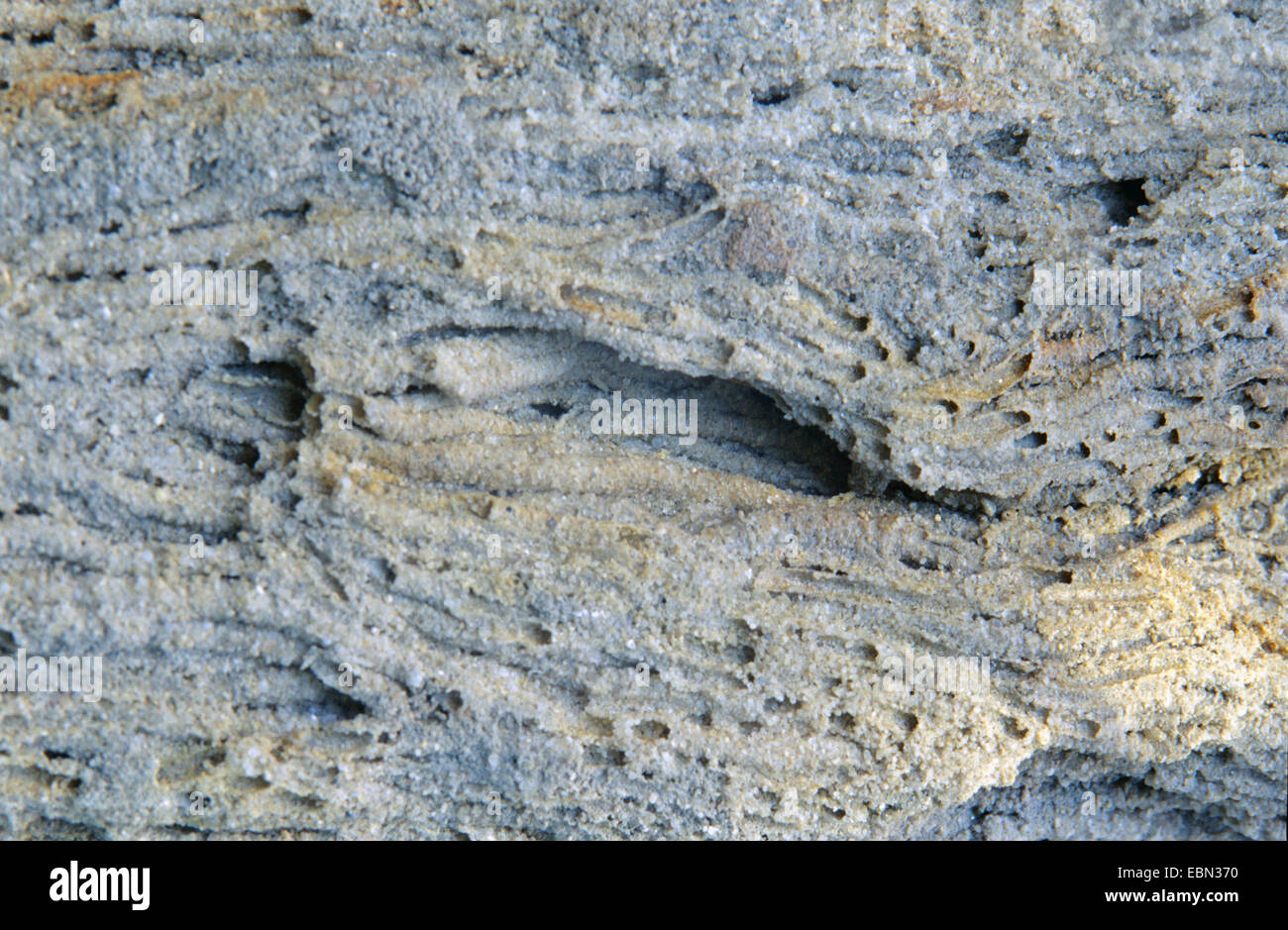 coral reef with Sabellaria , Germany, Schleswig-Holstein Stock Photo ...