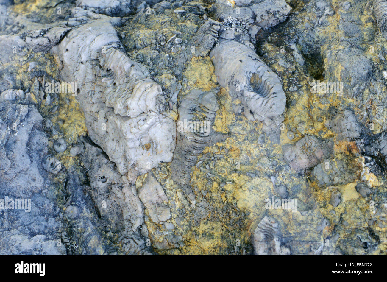 Fossiliferous limestone hi-res stock photography and images - Alamy
