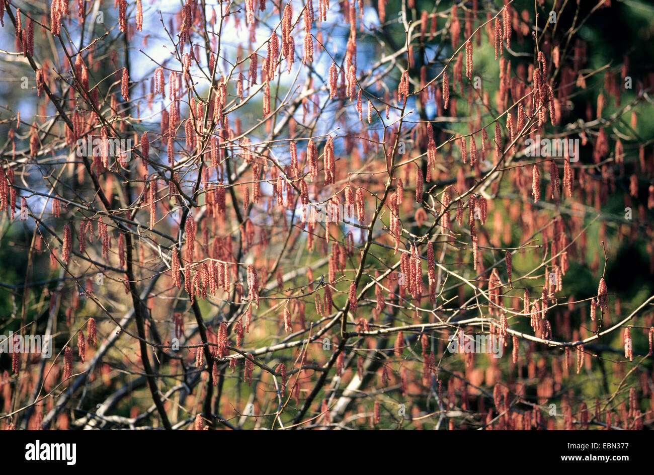 Giant hazel (Corylus maxima 'Purpurea', Corylus maxima Purpurea ...
