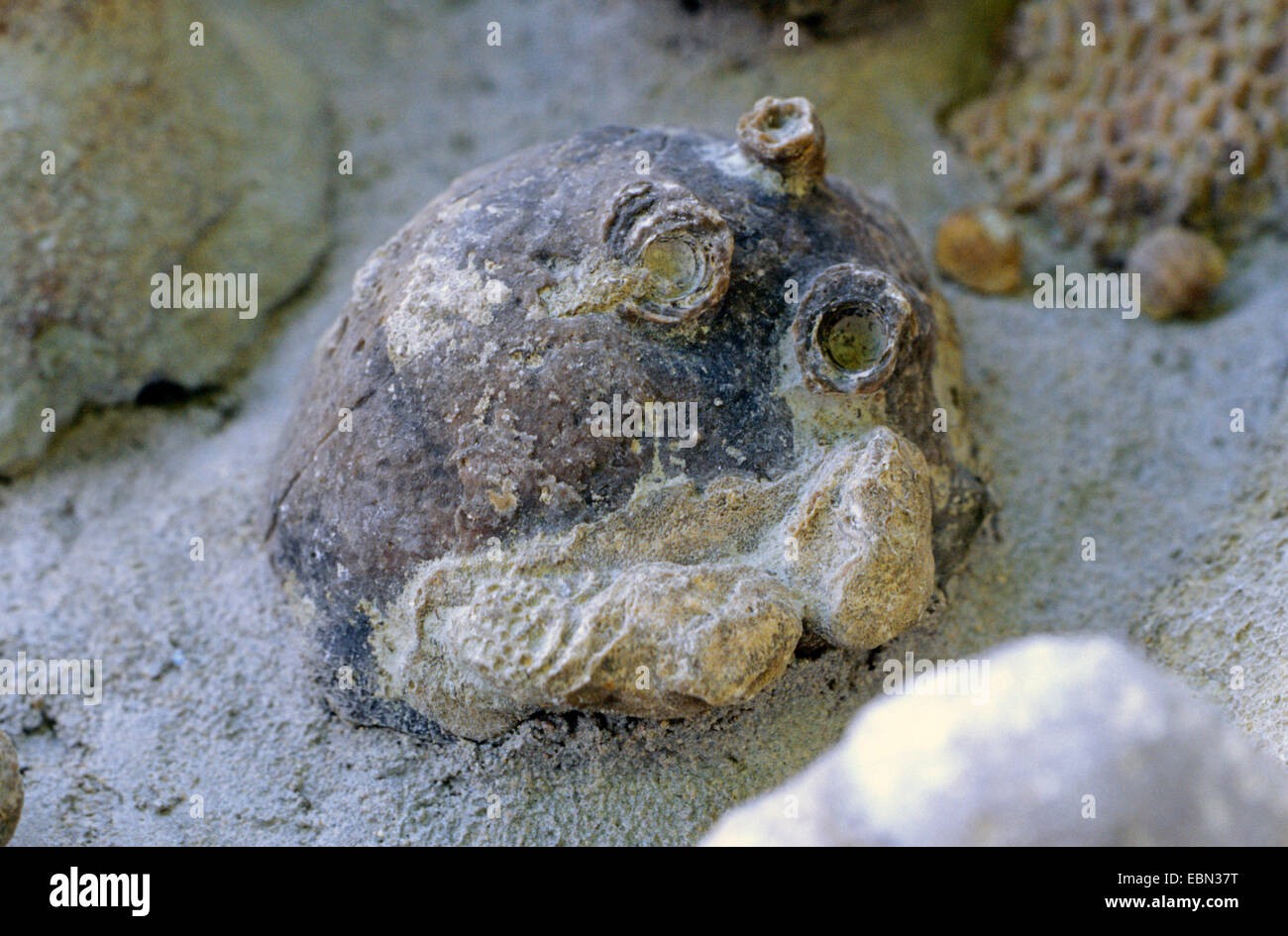 Silurian Fossils High Resolution Stock Photography and Images - Alamy