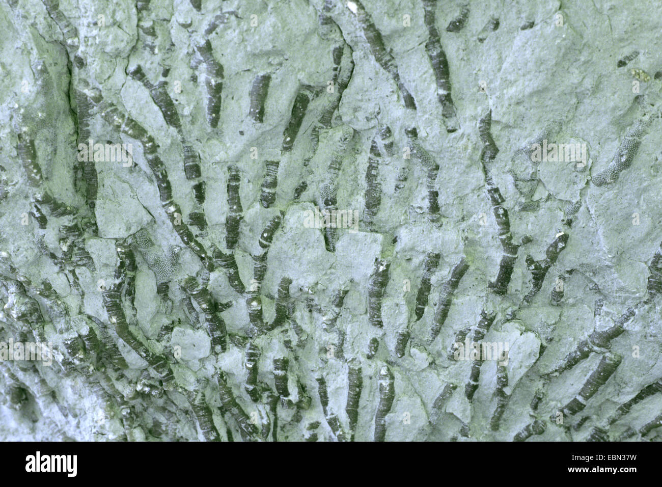 Syringopora from Silurian Stock Photo - Alamy