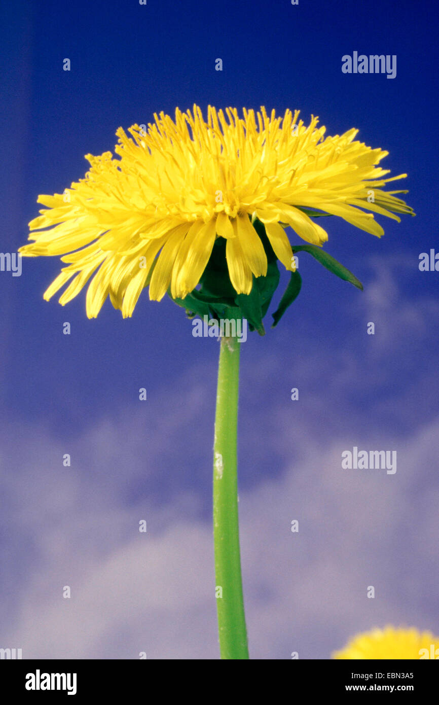 common dandelion (Taraxacum officinale), inflorescence, close up view ...