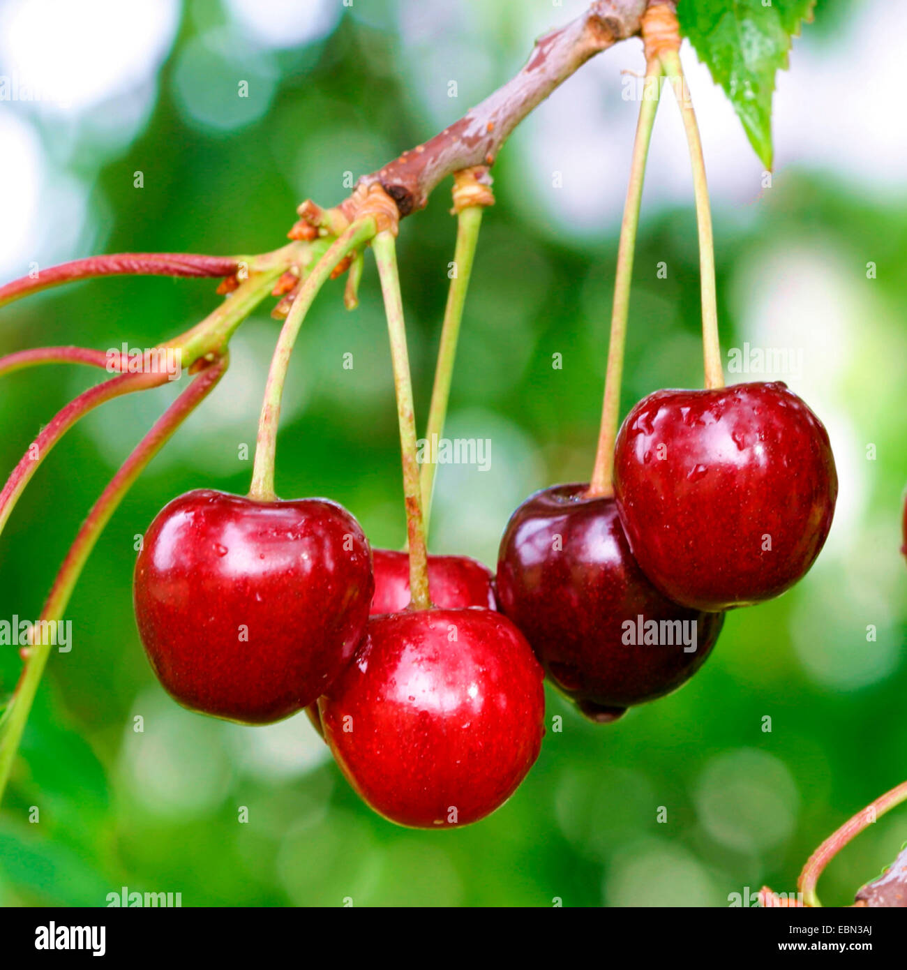 Cherry tree, Sweet cherry (Prunus avium), cherries on the tree Stock ...