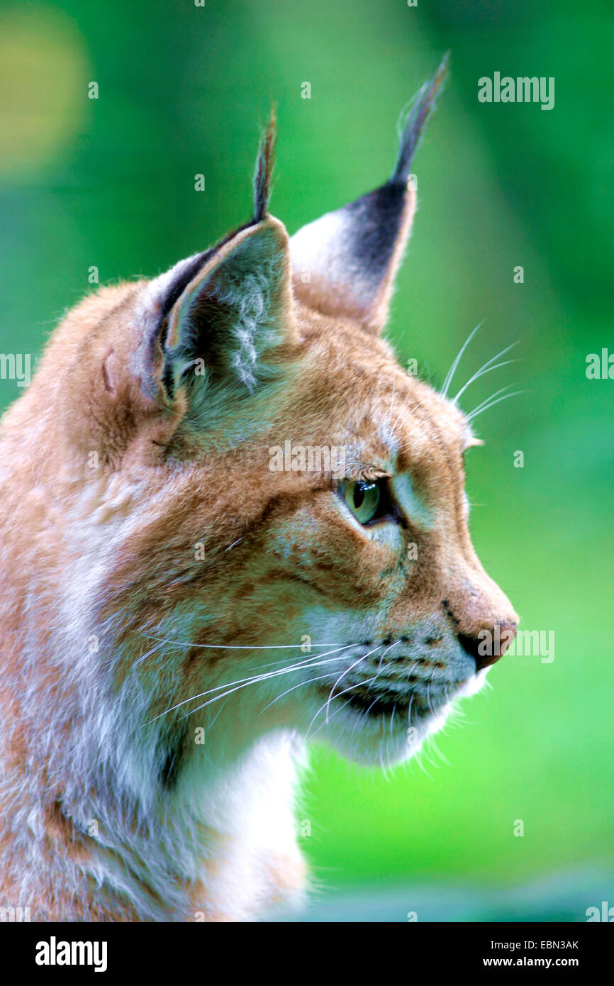 Eurasian lynx (Lynx lynx), profile of a lynx, portrait, Germany Stock ...