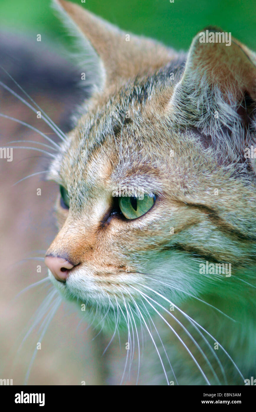 European wildcat, forest wildcat (Felis silvestris silvestris), young ...