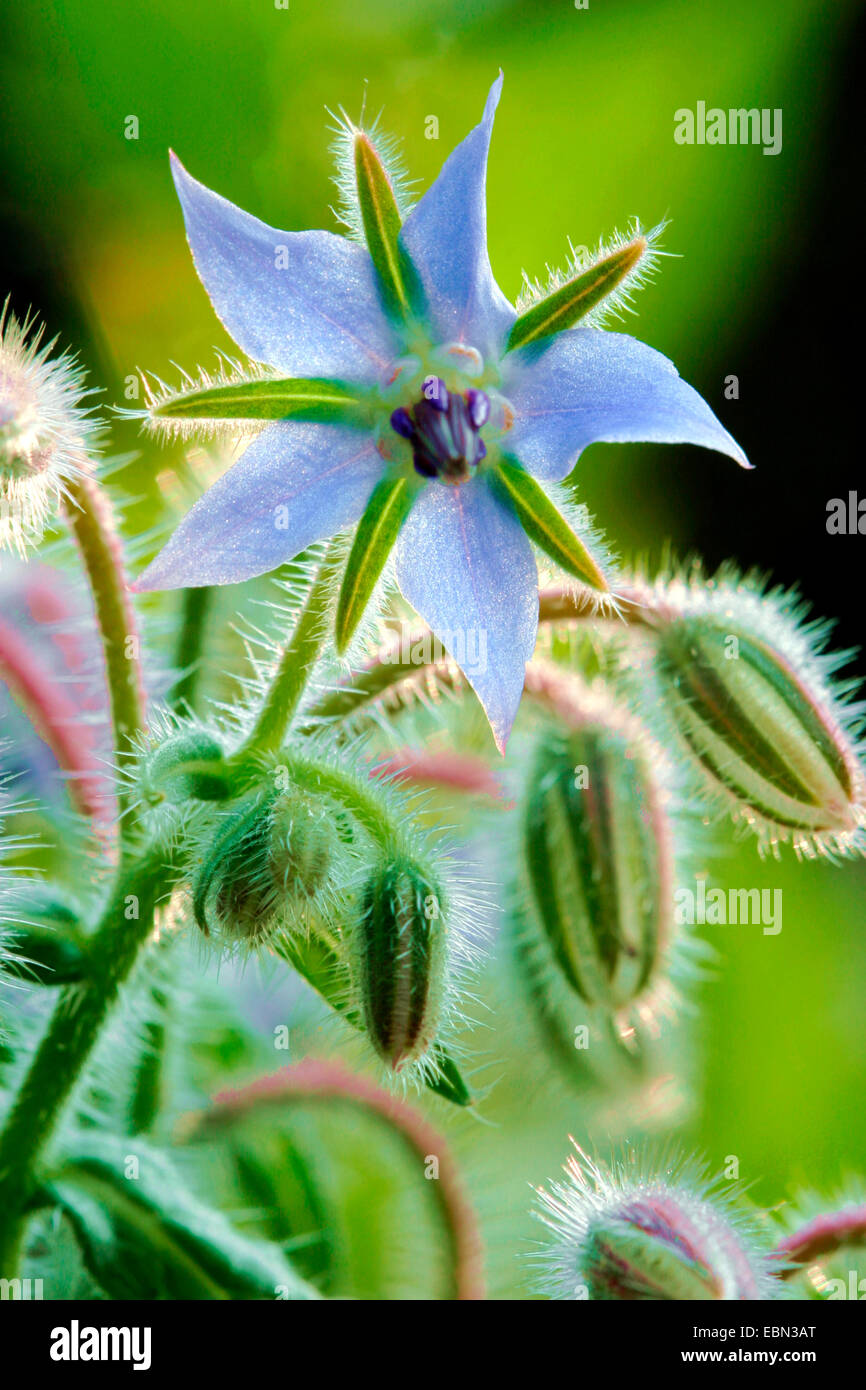 Borage flower bud hi-res stock photography and images - Alamy