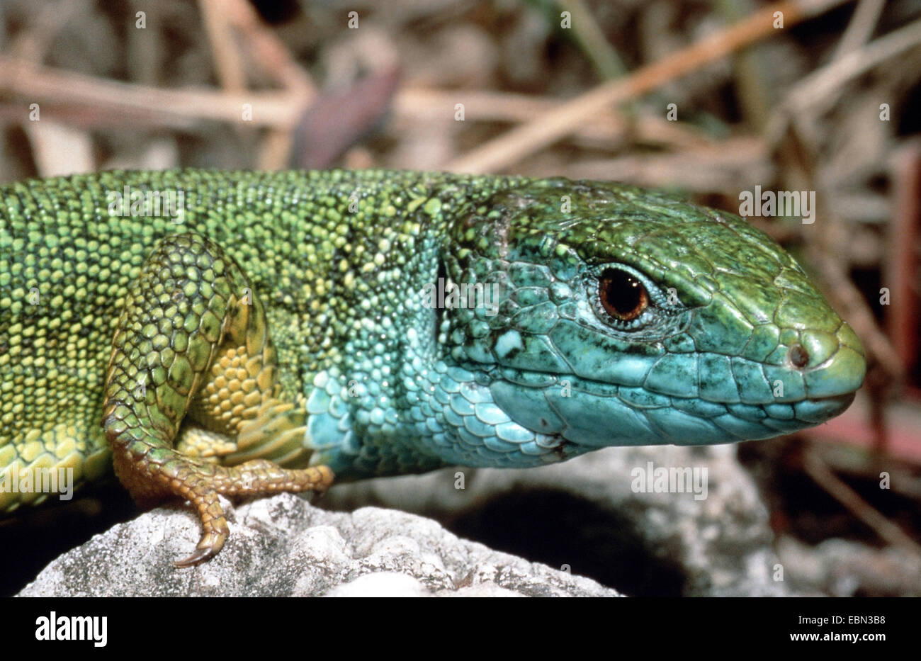 Eastern Green Lizard, European green lizard, Emerald lizard (Lacerta ...