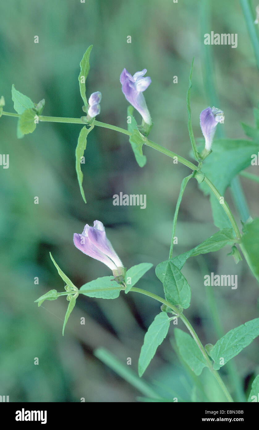 Common scullcap hi-res stock photography and images - Alamy