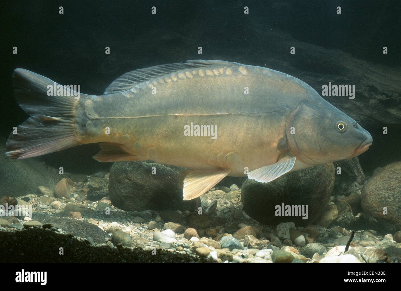 carp, common carp, European carp (Cyprinus carpio), lateral Stock Photo ...